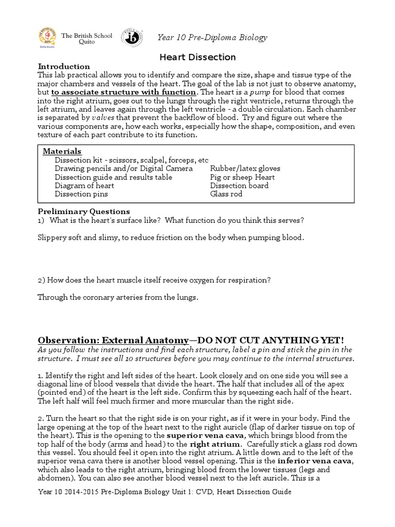 Heart Dissection Lab Guide | PDF | Atrium (Heart) | Heart