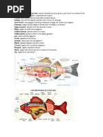 Tipos y funciones de las aletas en peces | PDF | Pescado | Vertebrados ...