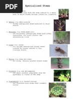 Observation of Mongo | PDF