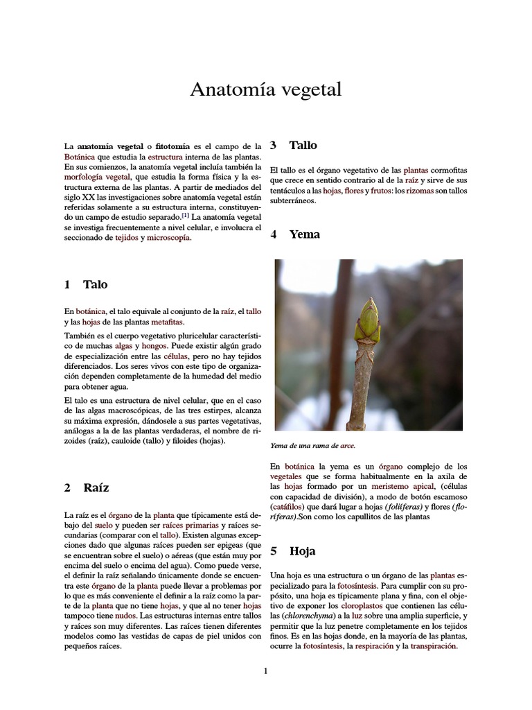 Anatomía vegetal.pdf | PDF | Raíz | Hoja