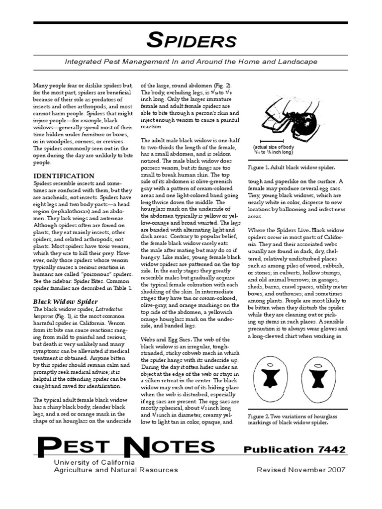 Spiders | PDF | Spider | Spider Web