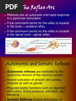 Reflex Arc Flow Chart | PDF | Central Nervous System | Nervous System