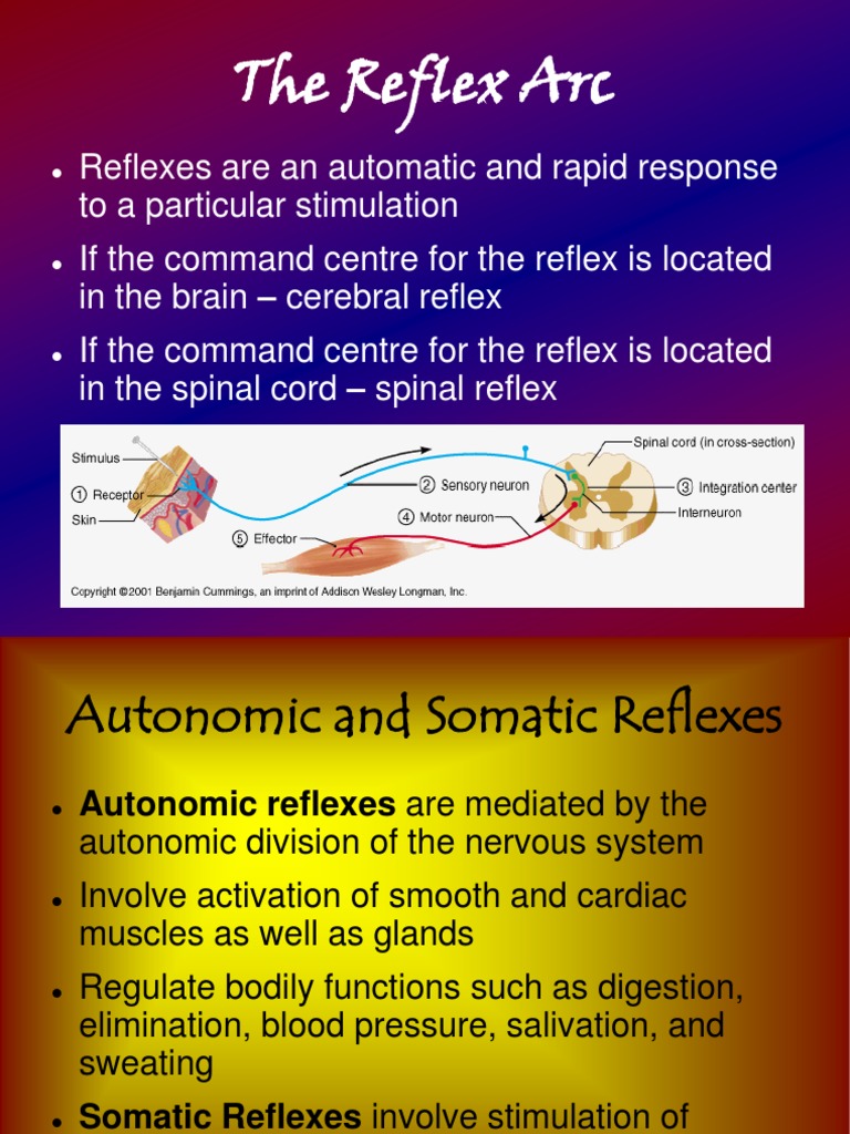 Reflex Arc | PDF | Muscle | Motor Neuron