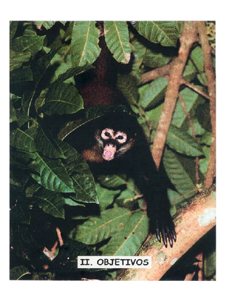 Tecnica de Fish PDF | PDF | Hibridación in situ fluorescente | Cromosoma