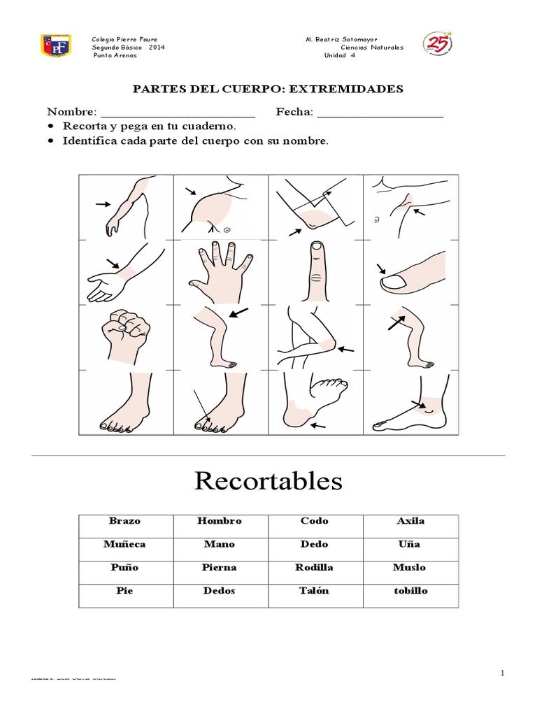 Guia Partes Del Cuerpo | PDF | Extremidades (anatomía) | Anatomía humana