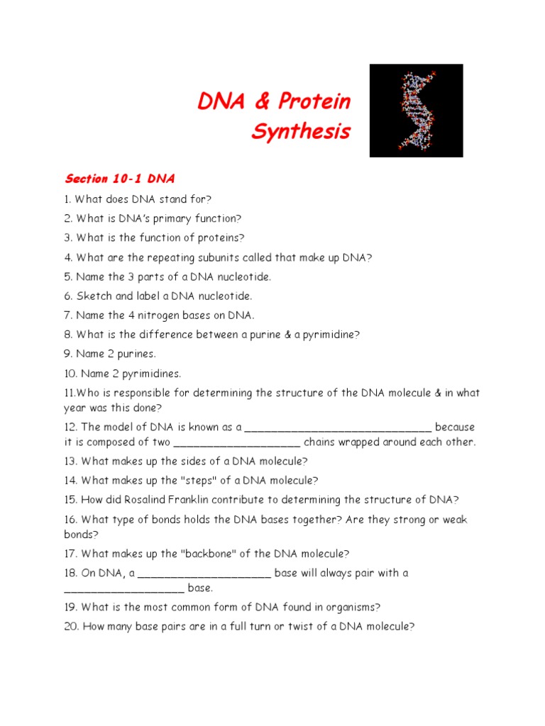 DNA Worksheet | PDF | Dna | Translation (Biology)