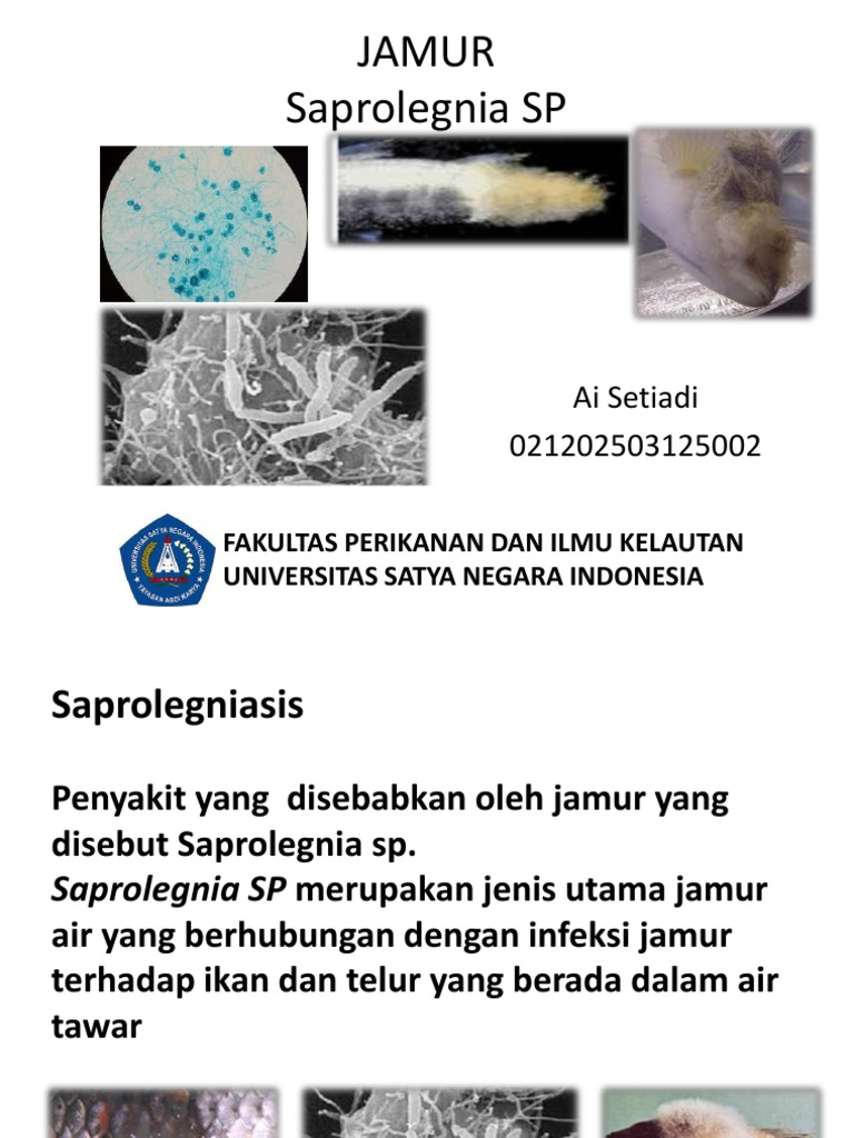 Saprolegniasis in Fish: Characteristics, Causative Agent, and Control ...