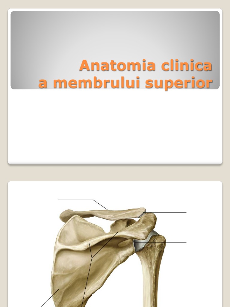 Membrul Superior Anatomie Clinica | PDF
