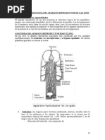 Fisiologia Del Gallo | PDF | Testículo | Pene