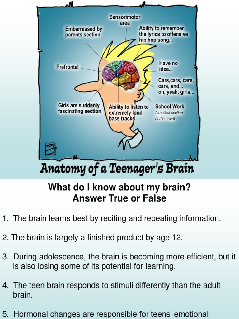 The Teenage Brain | PDF | Adolescence | Brain