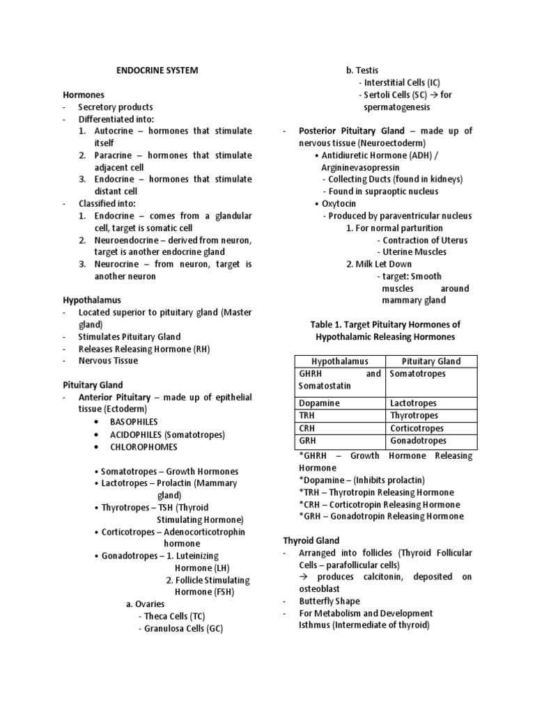 Endocrine System Physiology | PDF | Adrenal Gland | Endocrine System