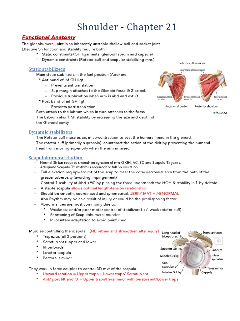 Shoulder Injuries | PDF | Joints | Human Anatomy