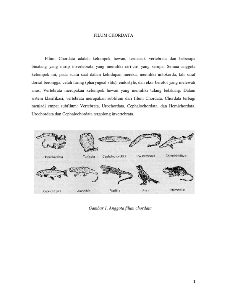 Filum Chordata | PDF