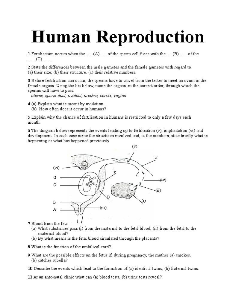 Human Reproduction Questions | PDF | Human Reproduction | Gynaecology