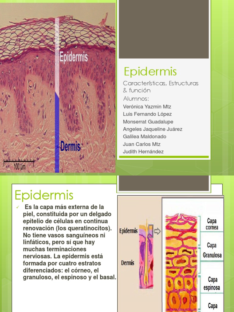 Epidermis | PDF | Epidermis | Piel