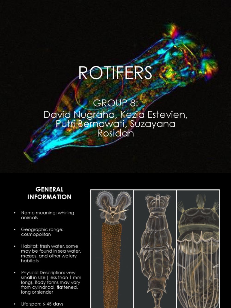 Rotifera | PDF | Egg | Animal Phyla