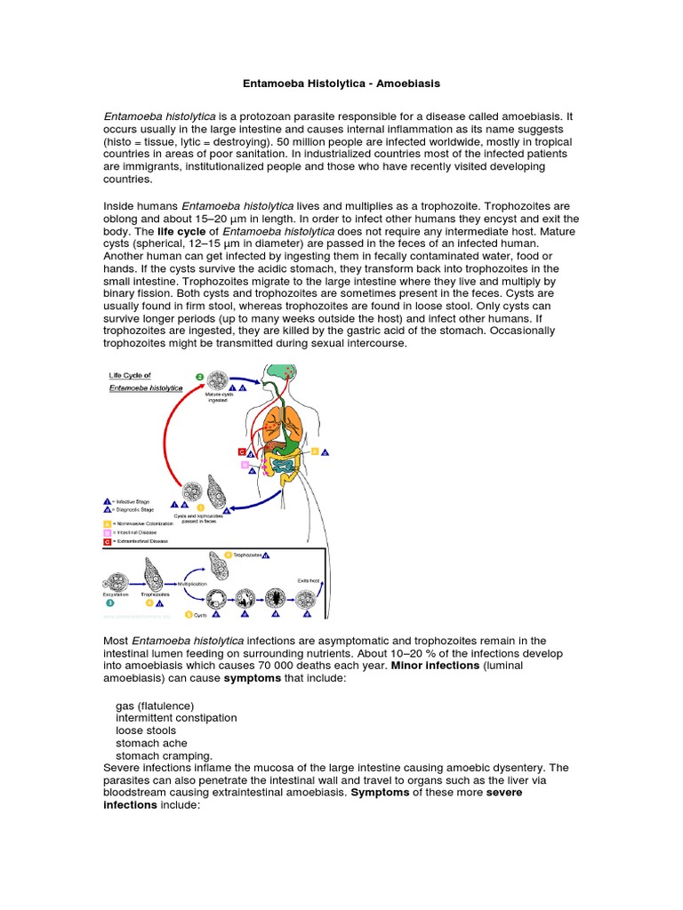 Entamoeba Histolytica | PDF | Gastroenterology | Epidemiology
