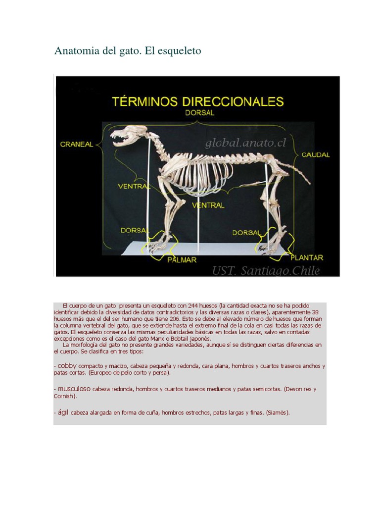 Anatomia Del Gato | La columna vertebral | Vértebra