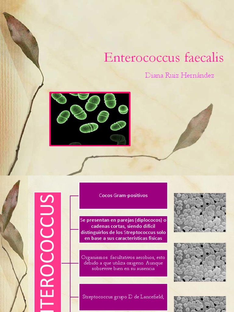 Enterococcus Faecalis | PDF | Estreptococo | Ciencias de la Salud