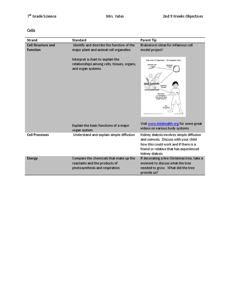7th Grade Science: Cell & Energy Objectives | PDF