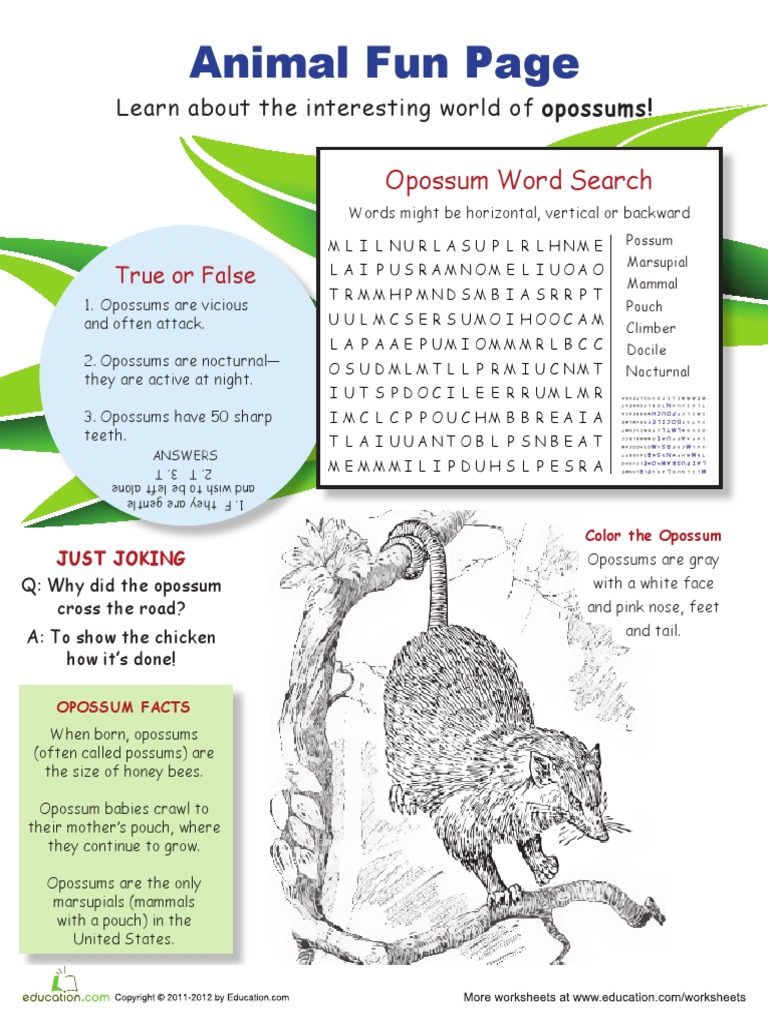 Animal Fun Opossum PDF | PDF | Portable Document Format | World Wide Web