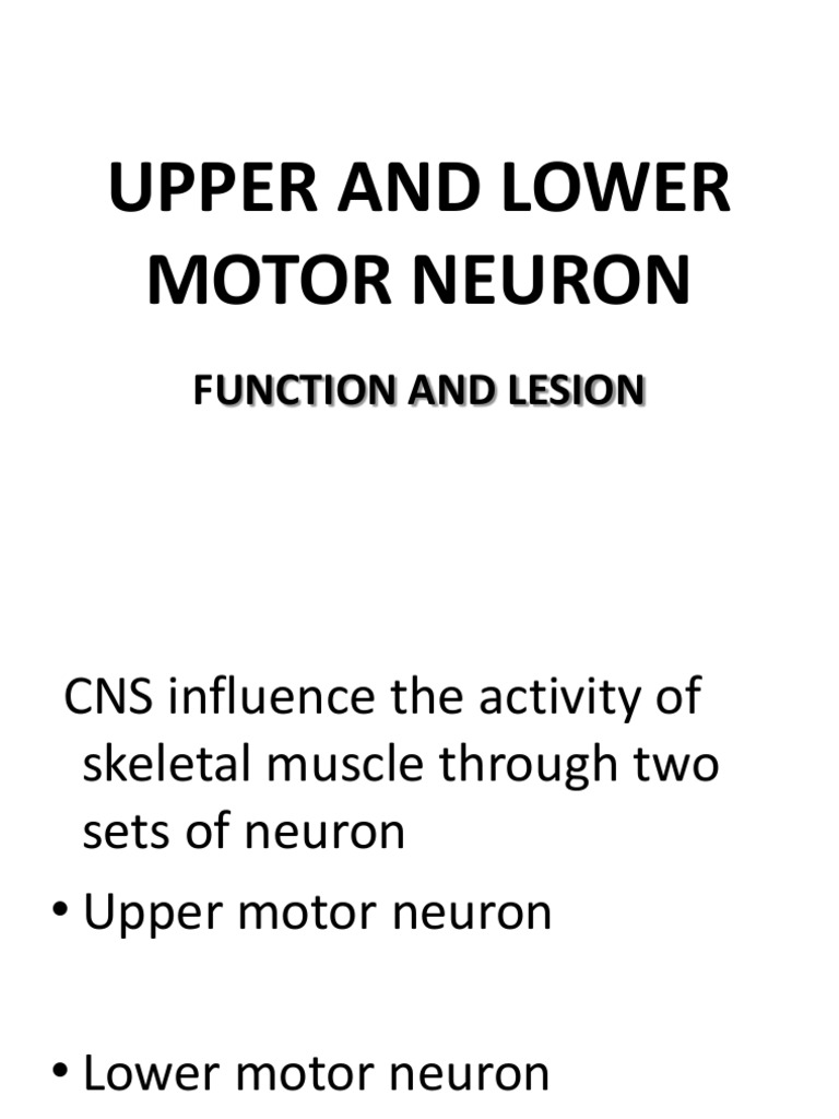 Upper and Lower Motor Neuron Functions | PDF