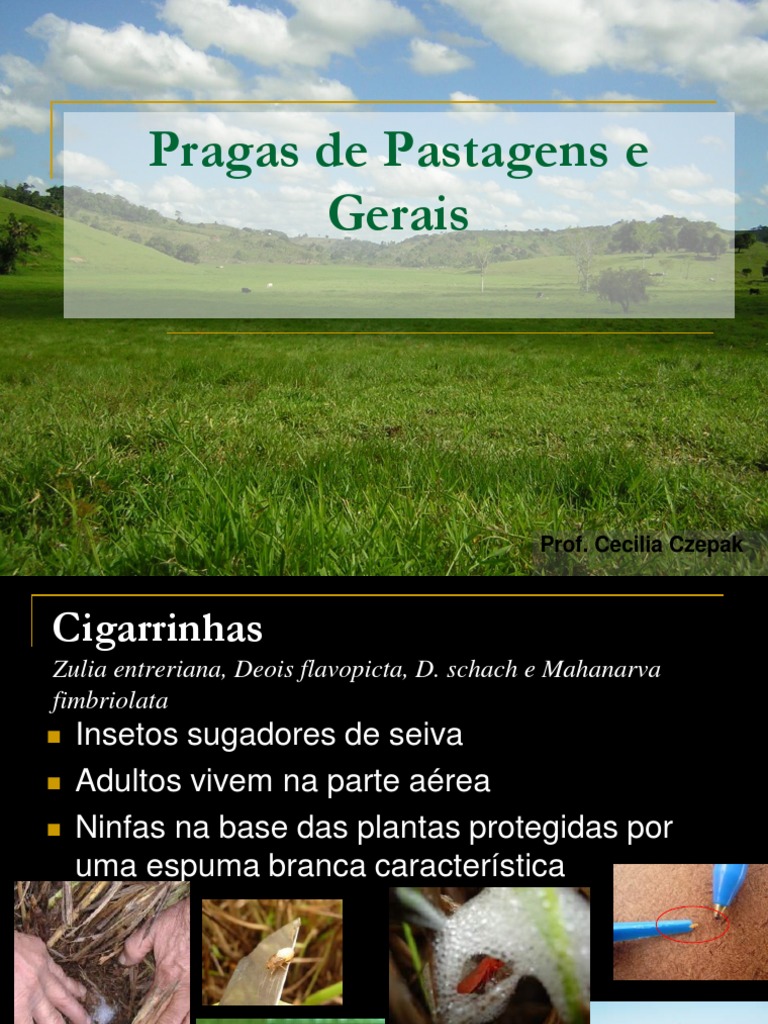 Pragas de Pastagens 2012 PDF | PDF | Formiga | Américas