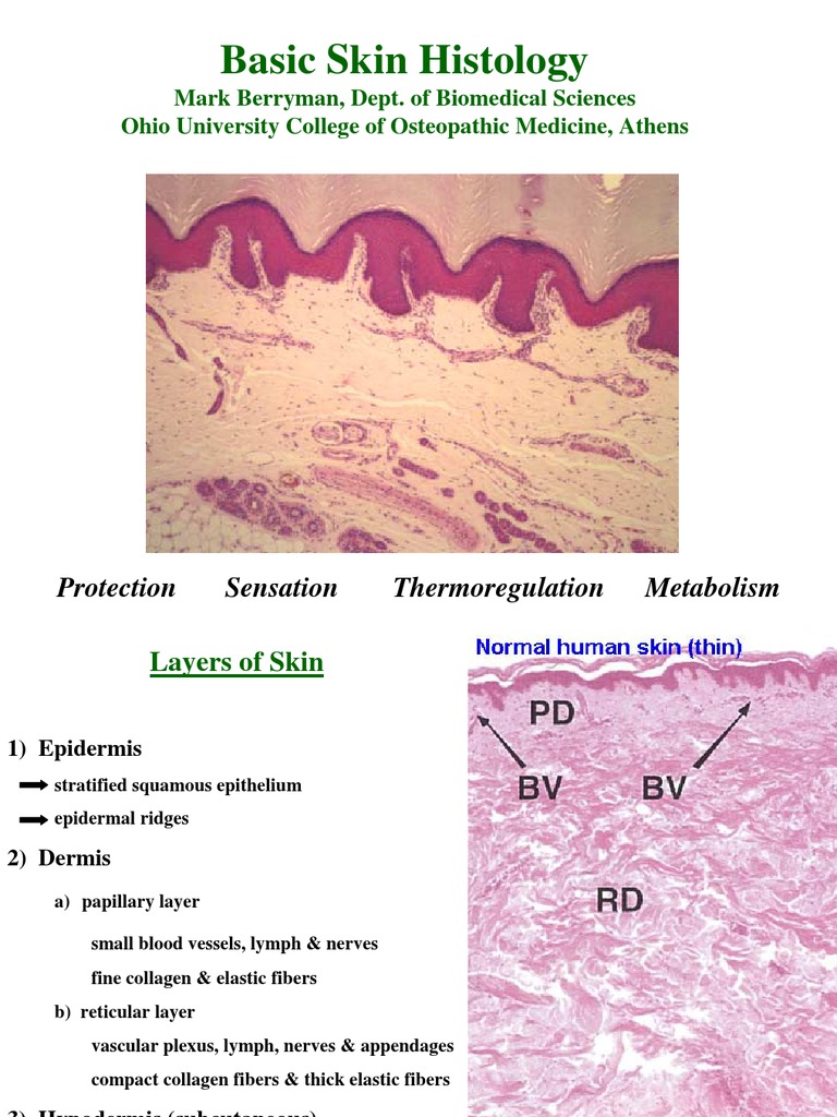 Normal Skin Histology Overview | PDF | Skin | Epithelium
