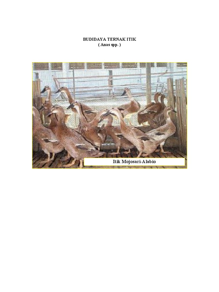 Budidaya Ternak Itik | PDF