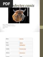 Tipos de Placenta en Animales | PDF | Placenta | Biología