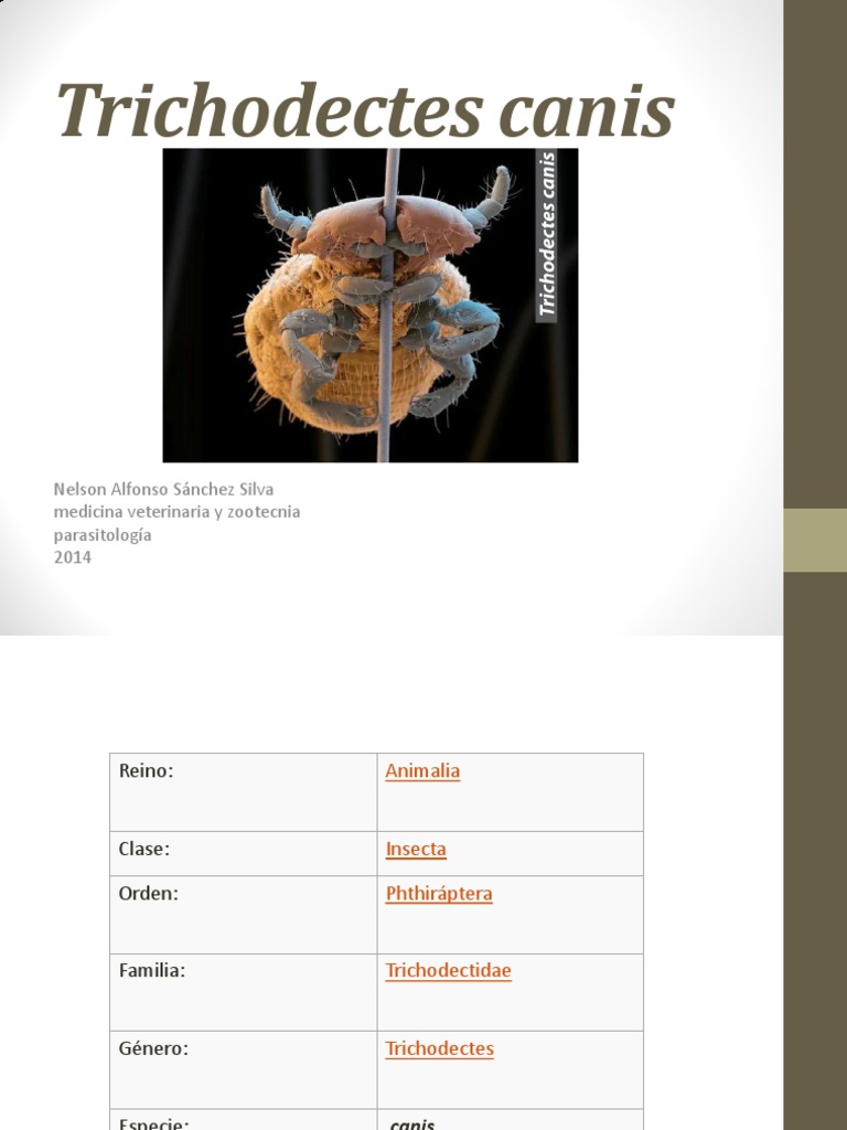 Trichodectes Canis | PDF