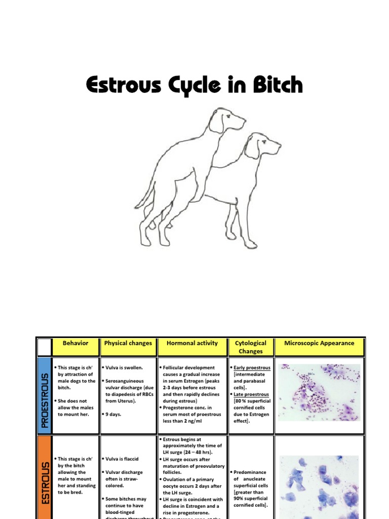 Estros Cycle in Dogs | PDF | Luteinizing Hormone | Progesterone