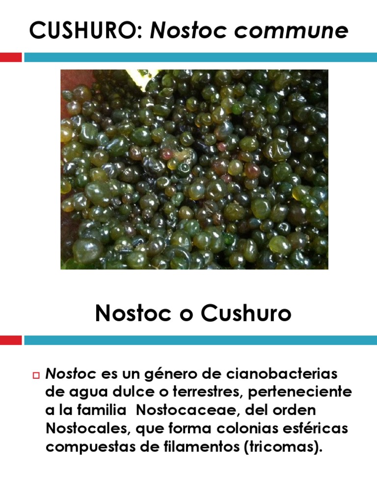 Cushuro PDF | PDF | Las bacterias | Cianobacterias