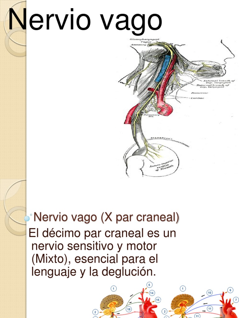 Funciones y exploración del nervio vago | PDF