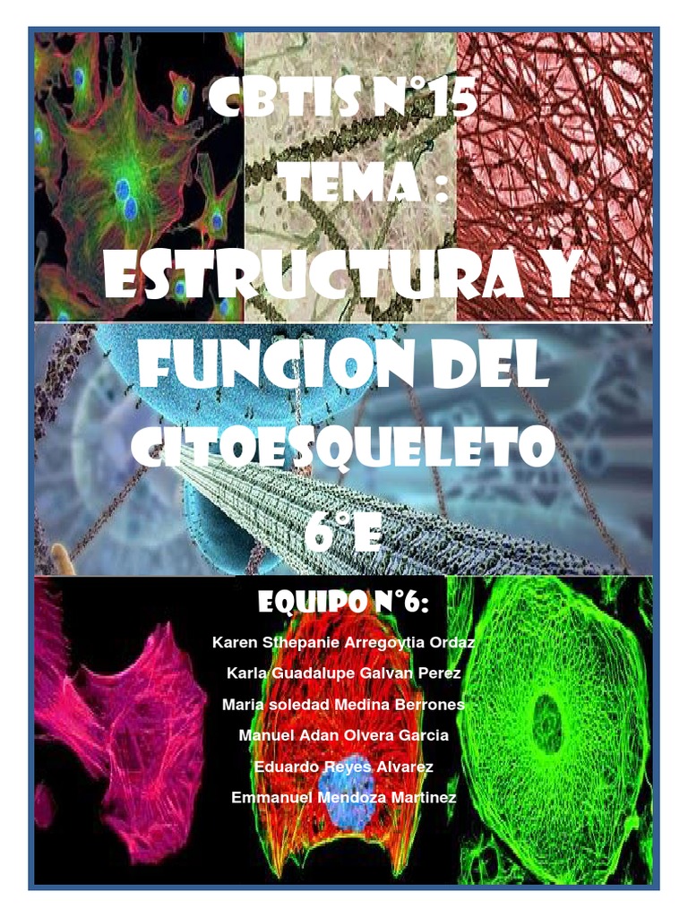 Citoesqueleto Estructura y Funcion Trabajo Completo | PDF | Proteínas ...