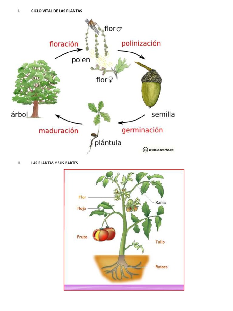 CICLO VITAL DE LAS PLANTAS y ANIMALES.pdf | Nutrición | Quinua