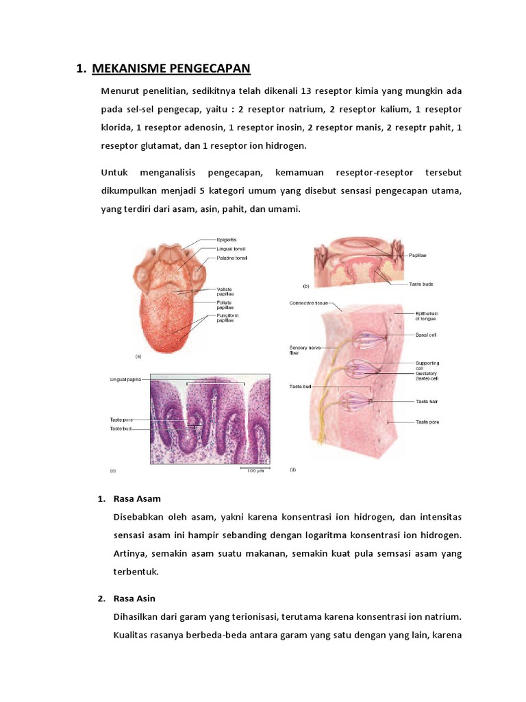 Mekanisme Pengecapan pada Lidah | PDF