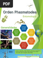 Caja Entomológica | PDF | Insectos | Papel
