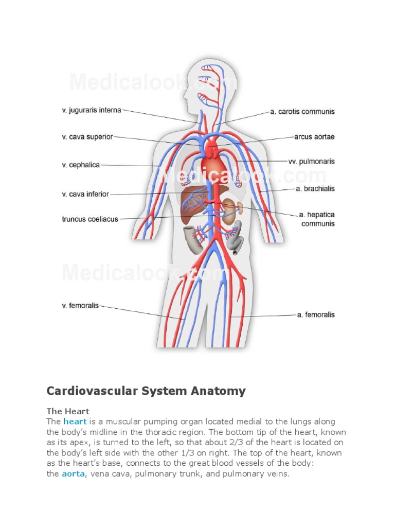 Cardiovascular System Anatomy | PDF | Artery | Heart