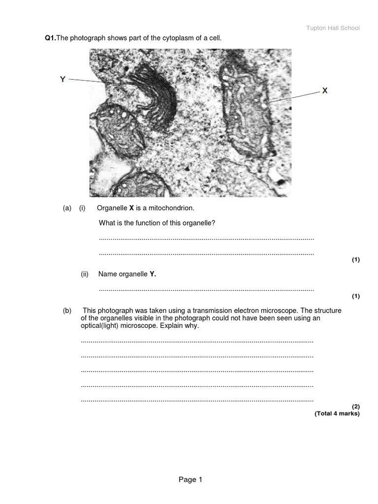 As Biology Revision L3 Cells Microscopes and IAM PPQ 2 | PDF | Cellular ...