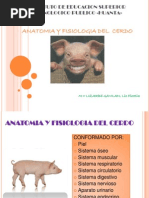Aparato Reproductor Del Cerdo Hembra y Macho | PDF | Semen | Testículo