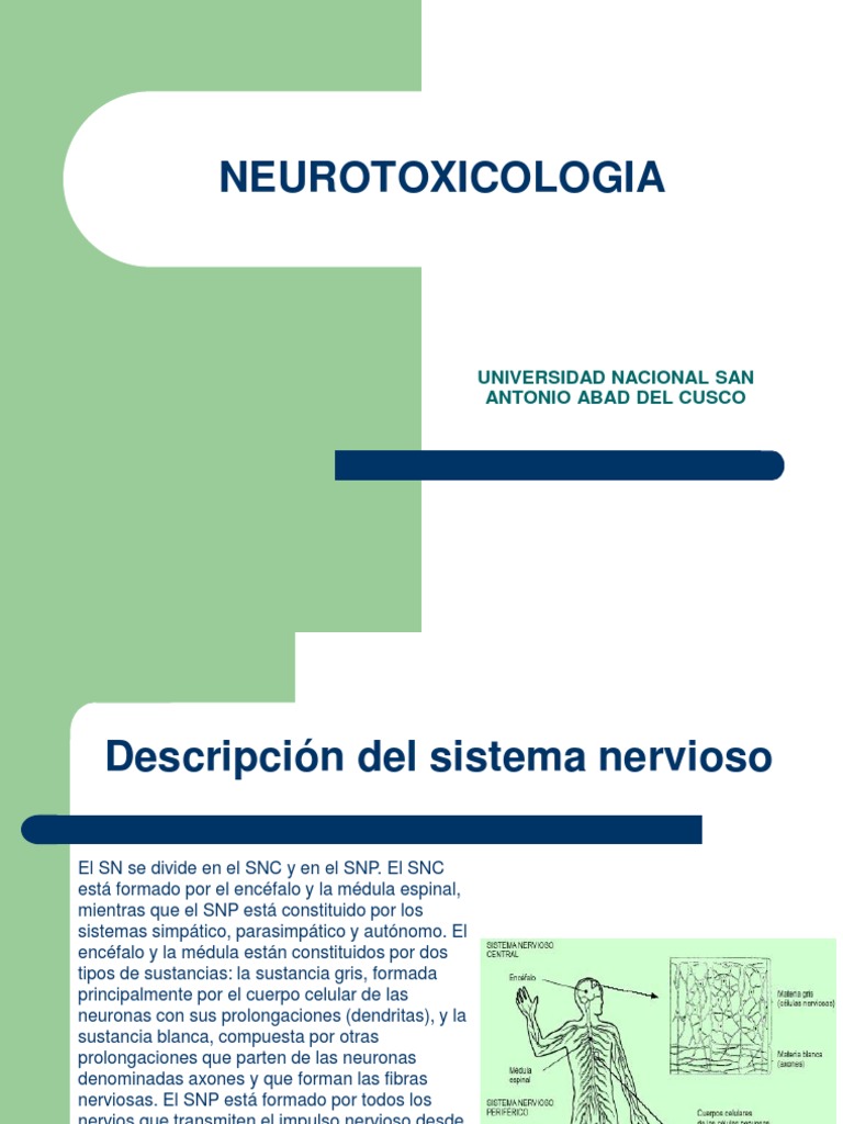 Introducción a la Neurotoxicología | PDF | Mielina | Neurona