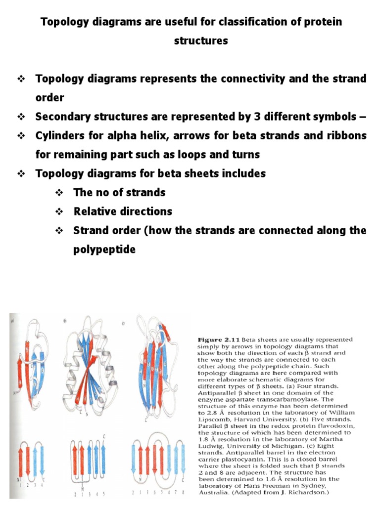 Unit II - 3. Protein Super Secondary Structures & Toplogy Diagrams ...