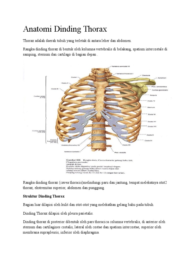 Anatomi Dinding Thorax | PDF