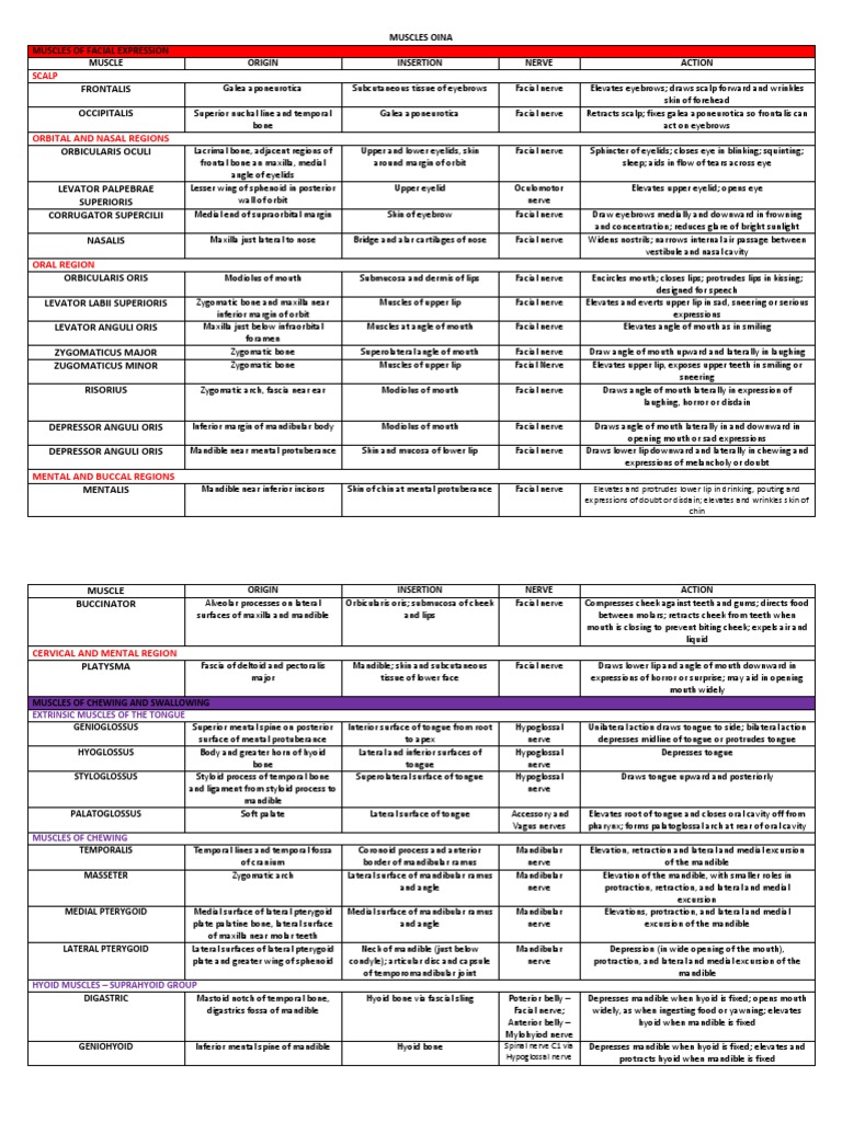 Muscles Oina | Human Head And Neck | Primate Anatomy