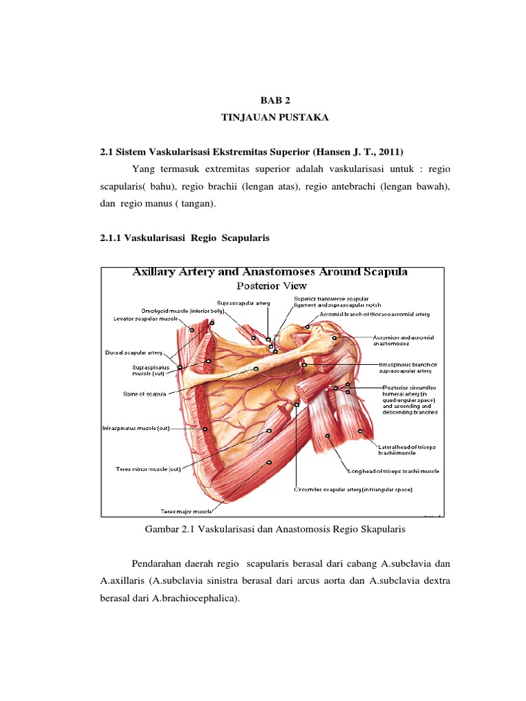 Vaskularisasi Ekstremitas Superior | PDF