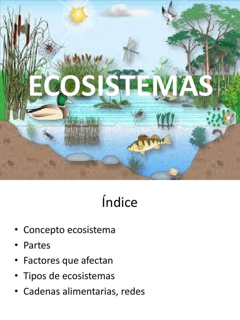 ECOSISTEMAS | PDF | Ecosistema | Organismos