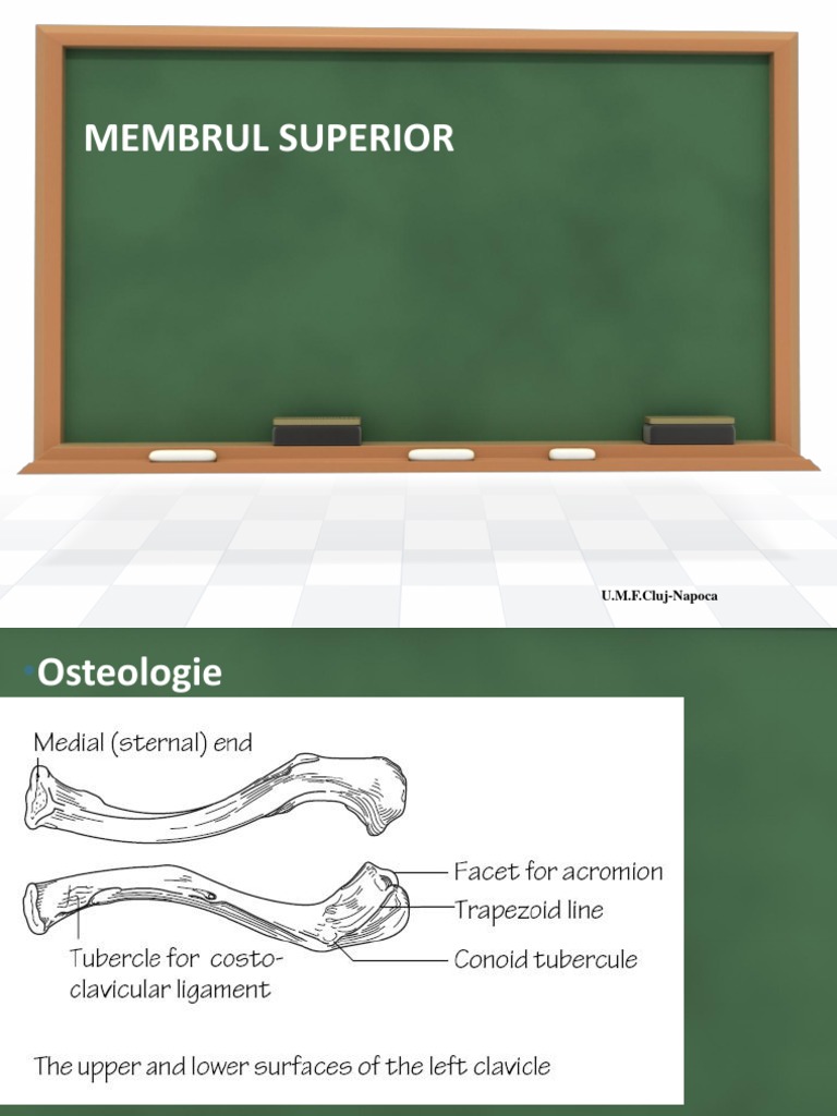 Membrul Superior MG | PDF | Arm | Limbs (Anatomy)