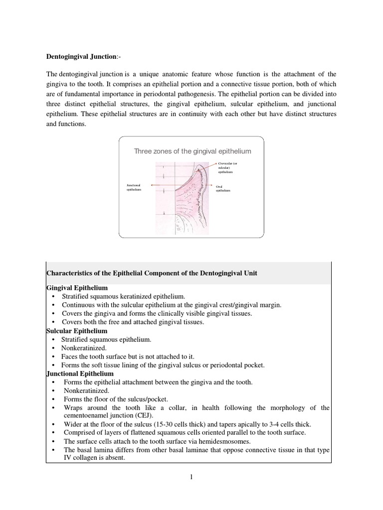 Dentogingival Junction | Epithelium | Anatomy