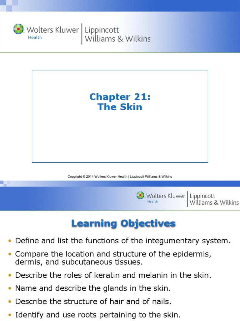 Medical Terminology Slides - The Skin | PDF | Skin Cancer | Dermatitis